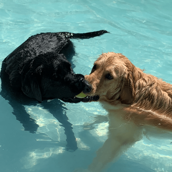 Home - The Pooch Pitt