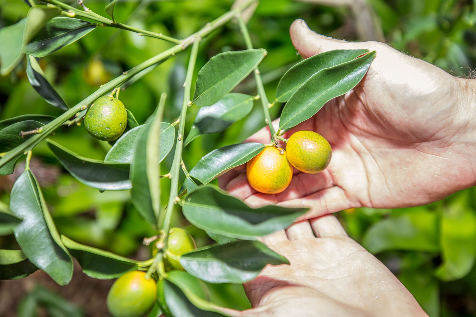 Landscape Design and Installation | Wildscape Designs