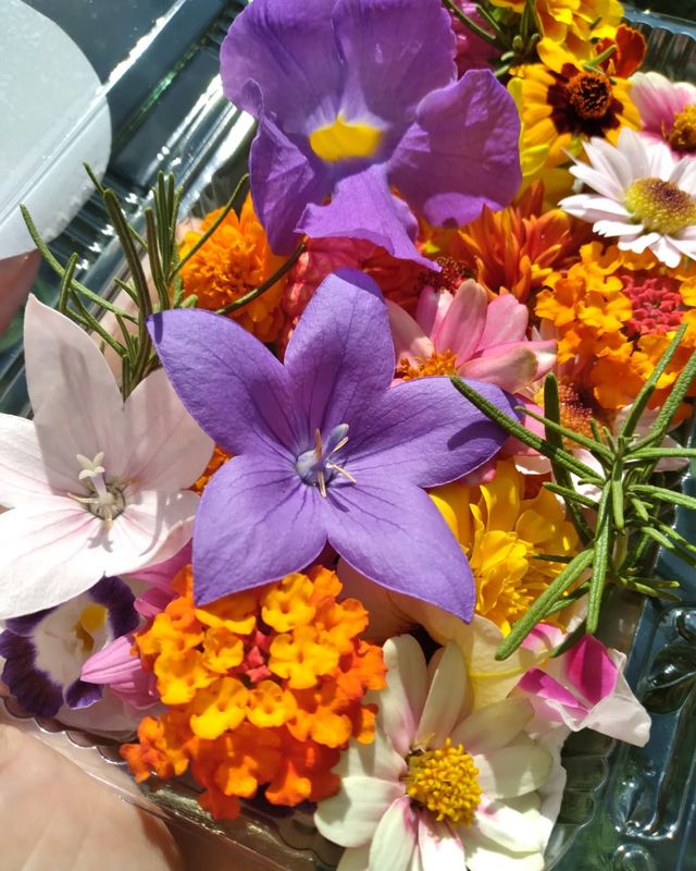 Flores Comestiveis Flores Comestiveis 30unid MercaChefe