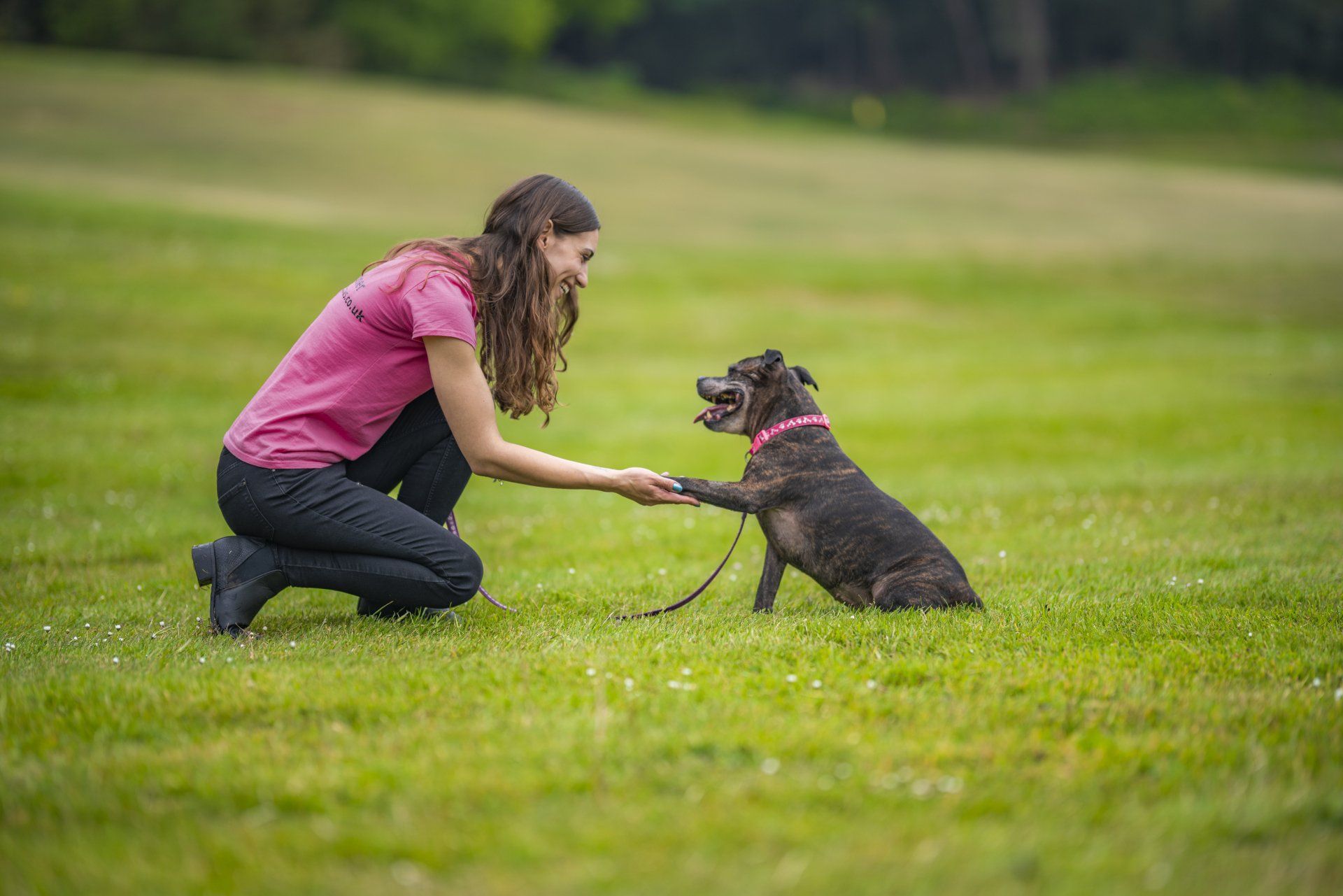 Kirsty's Paws Training Classes
