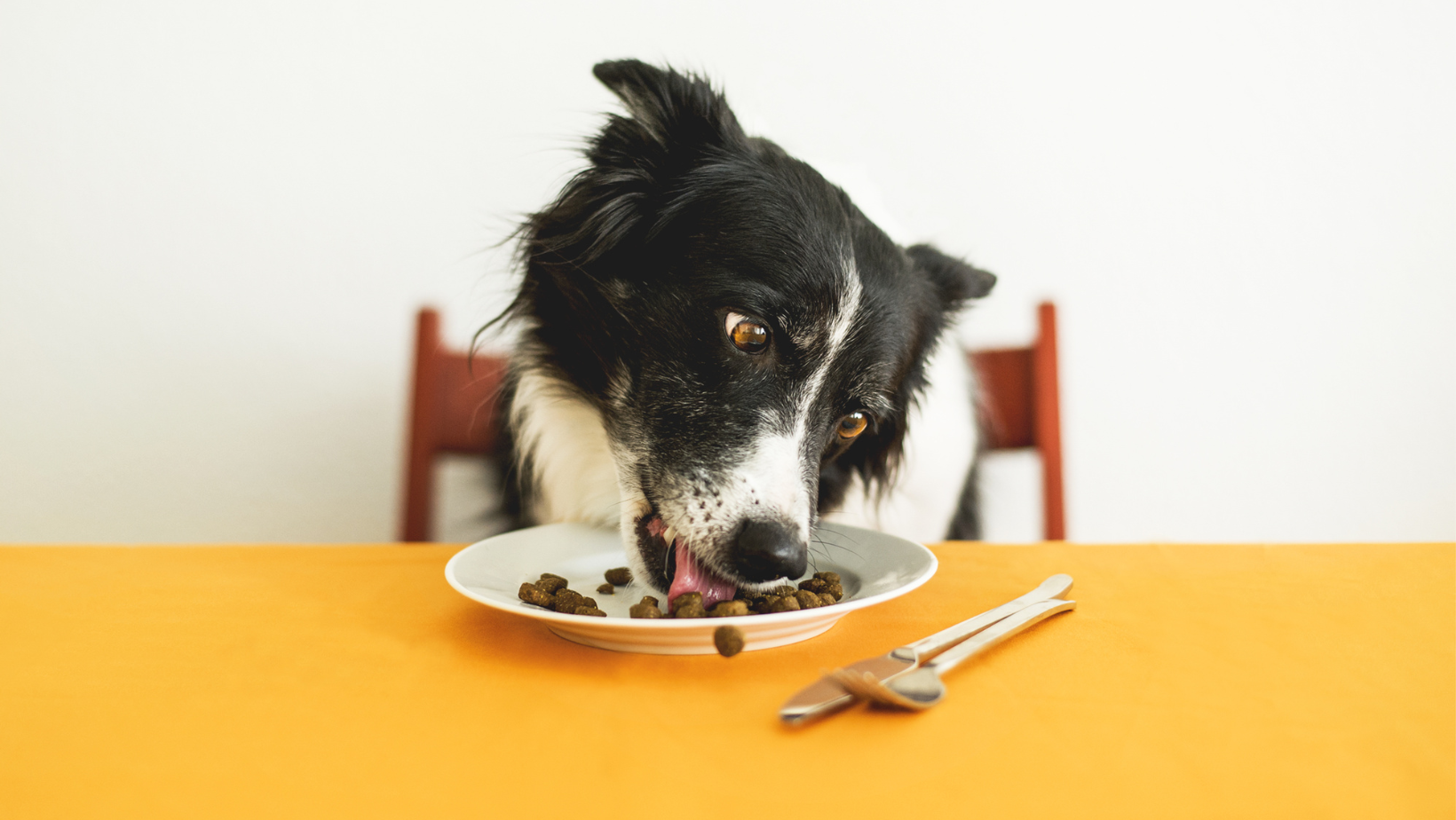 Choosing the Right Dog Food: A Guide to Understanding What Your Pup Is ...
