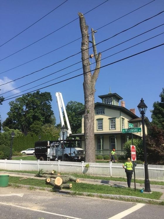 Tree Services | New Milford, Sherman, and Bethel, CT | Gentile Tree ...