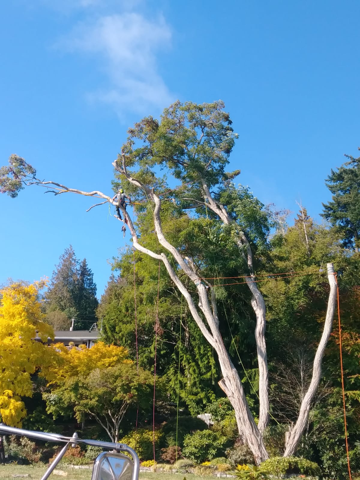 Henry Tree Service Photo Gallery of activities on Whidbey Island, WA