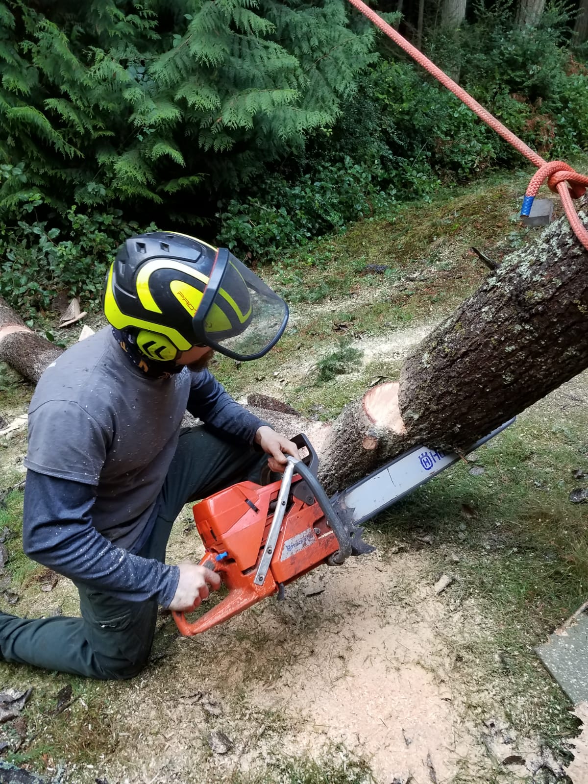 Henry Tree Service Photo Gallery of activities on Whidbey Island, WA