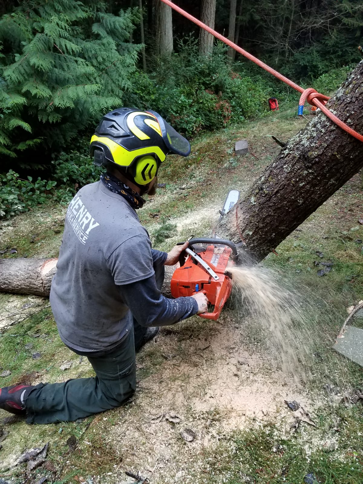 Henry Tree Service Photo Gallery of activities on Whidbey Island, WA