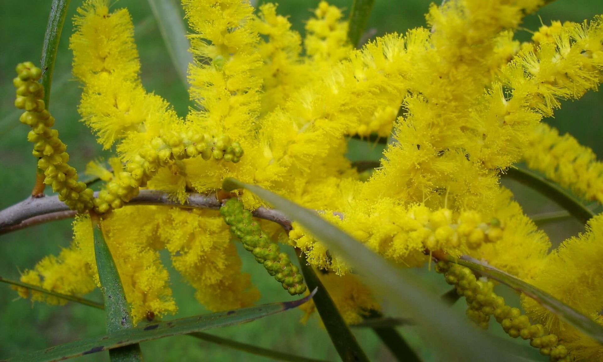 The Sweet Gum – a Nyungar confection