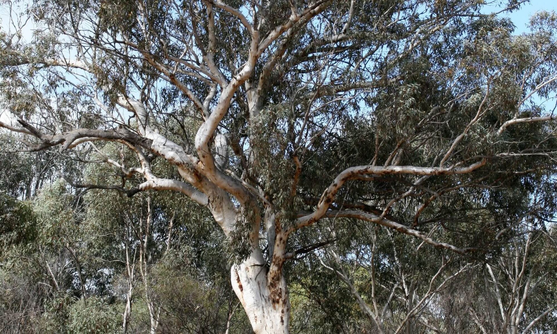 Root Bark Eating in Southwestern Australia