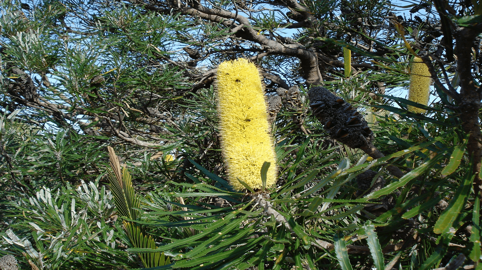 Some notes on Banksia usage in traditional Noongar culture
