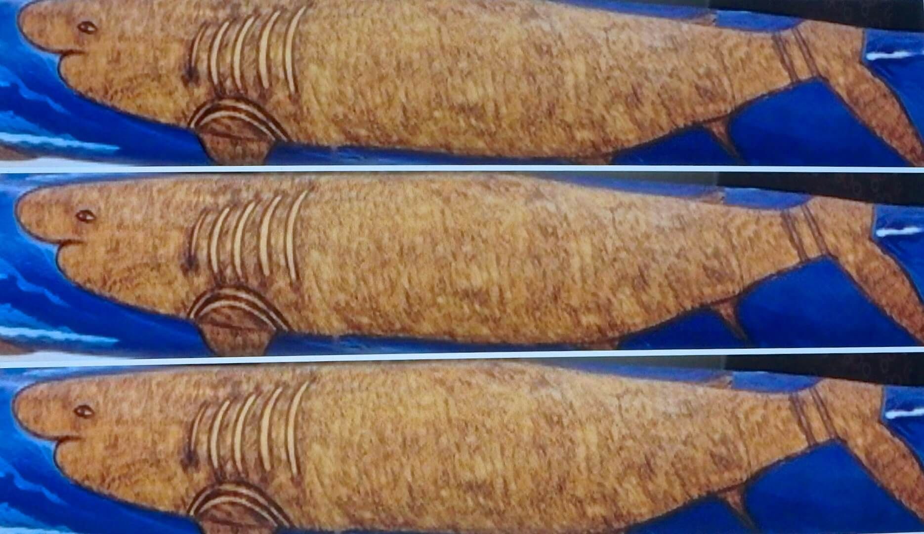 The Shark in Nyungar Culture