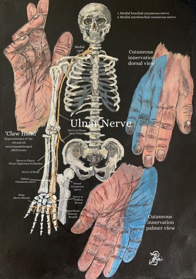 Ulnar Nerve Anatomy Cross Section