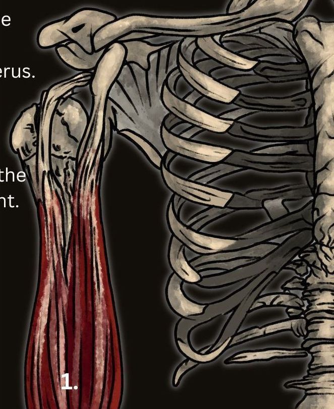 Biceps Tendinitis