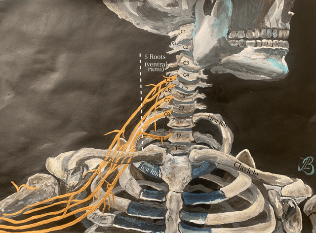 Cervical Spine Nerve Roots