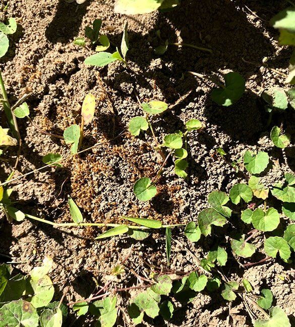 Funnel Ant Facts in Nambucca Heads | Terminator Ant & Pest Control