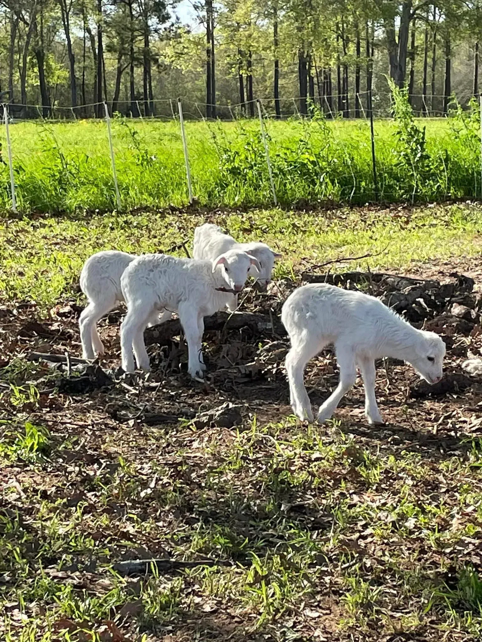 Lamb Share | Caddo Springs Farm | Frankston, TX