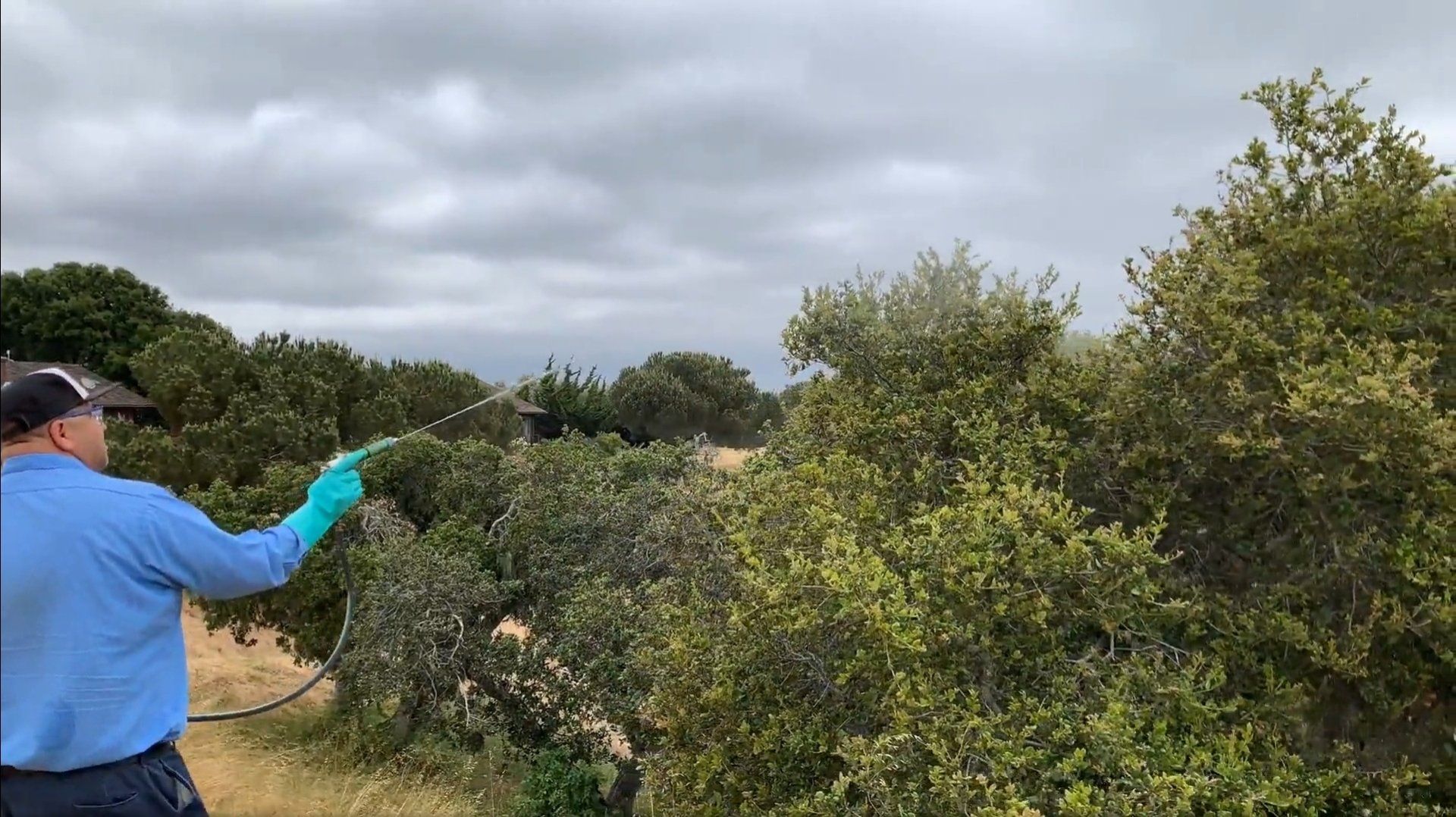 Weed Spraying | Salinas, CA | Gavilan Pest Control