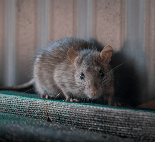 Mice, Rats, & Rodents | Reno, NV | Great Basin Termite & Pest Control, Inc.