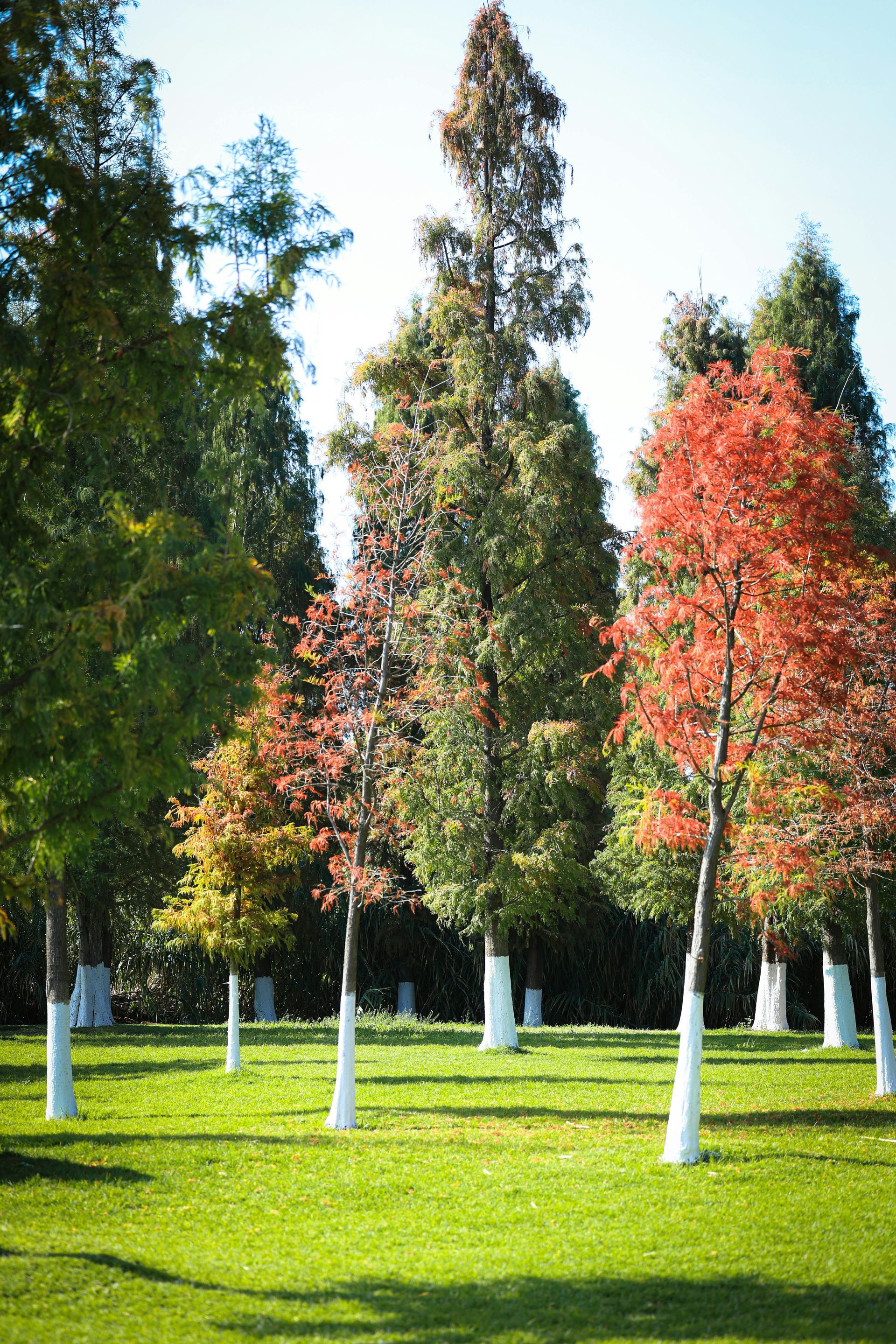 Your Year-Round Guide to Caring for Trees