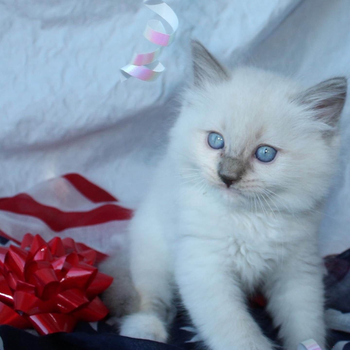 Southern California Premium Ragdoll Kittens | True Blue