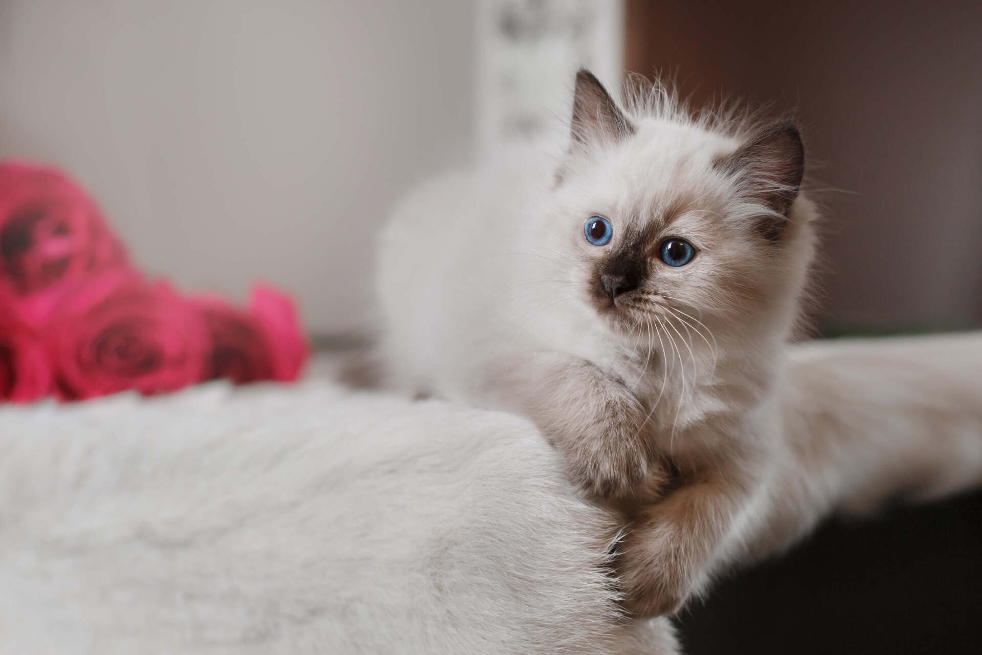 Ragdoll Breed Info | True Blue Ragdolls