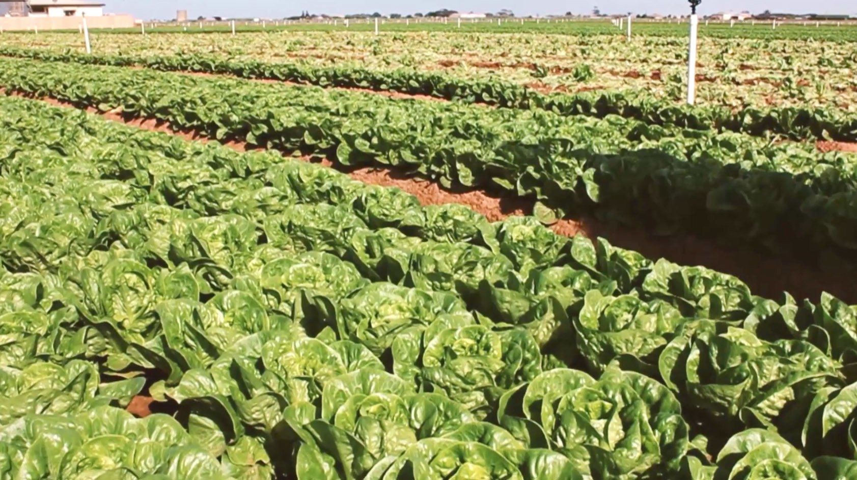 Welcome to Fragapane Farms