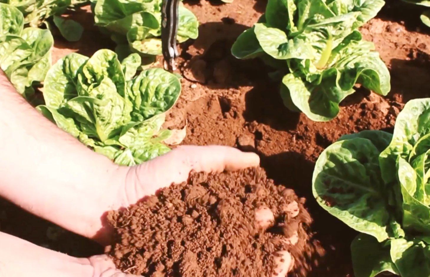 Welcome to Fragapane Farms