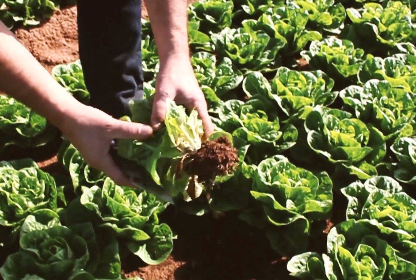 Welcome to Fragapane Farms