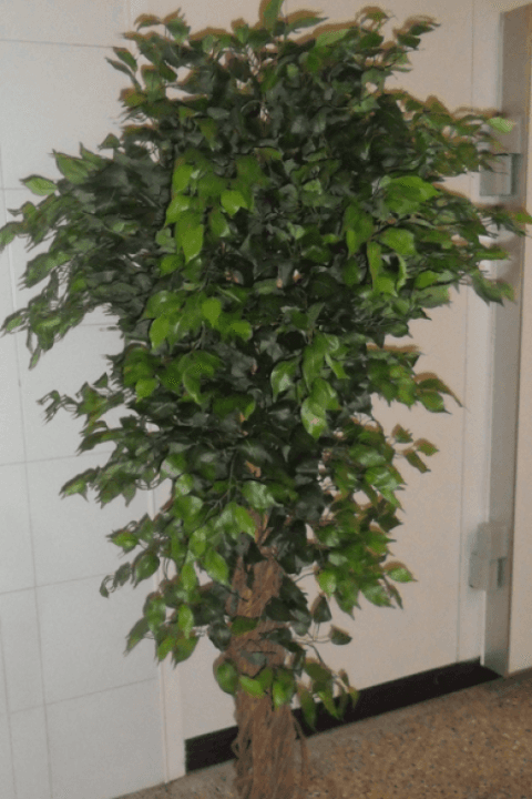 Fiorista - Rufina - Firenze - Laura Righi Fiori e Piante