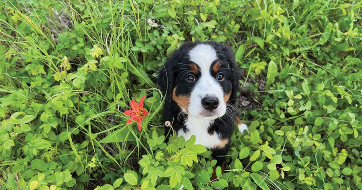 Snowbern Bernese Dogs