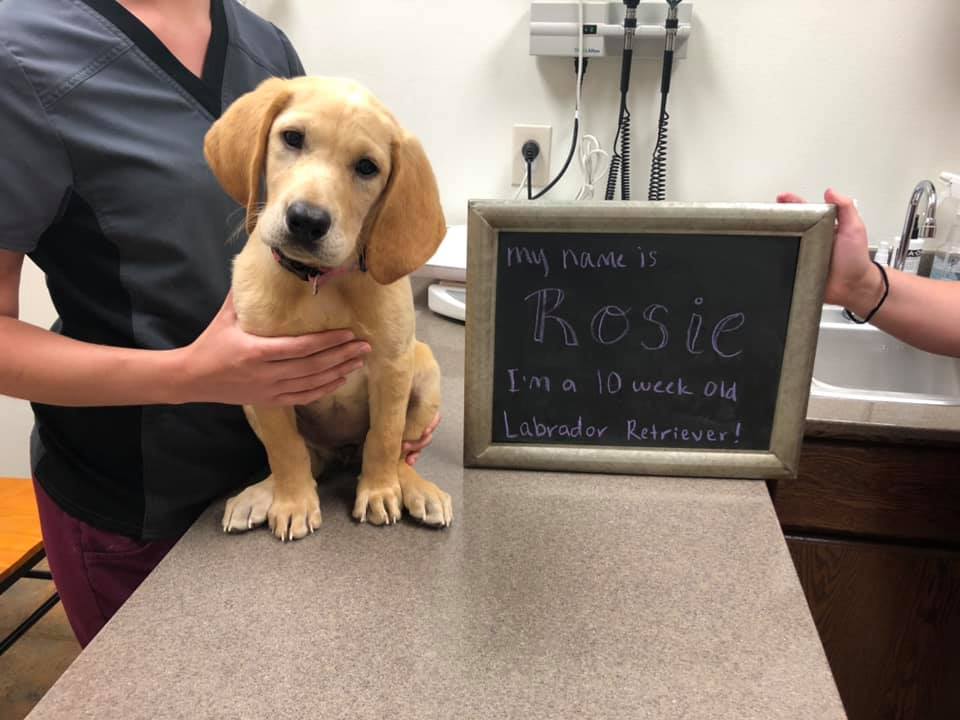 Veterinary Hospital | Yankton, SD | Animal Health Clinic