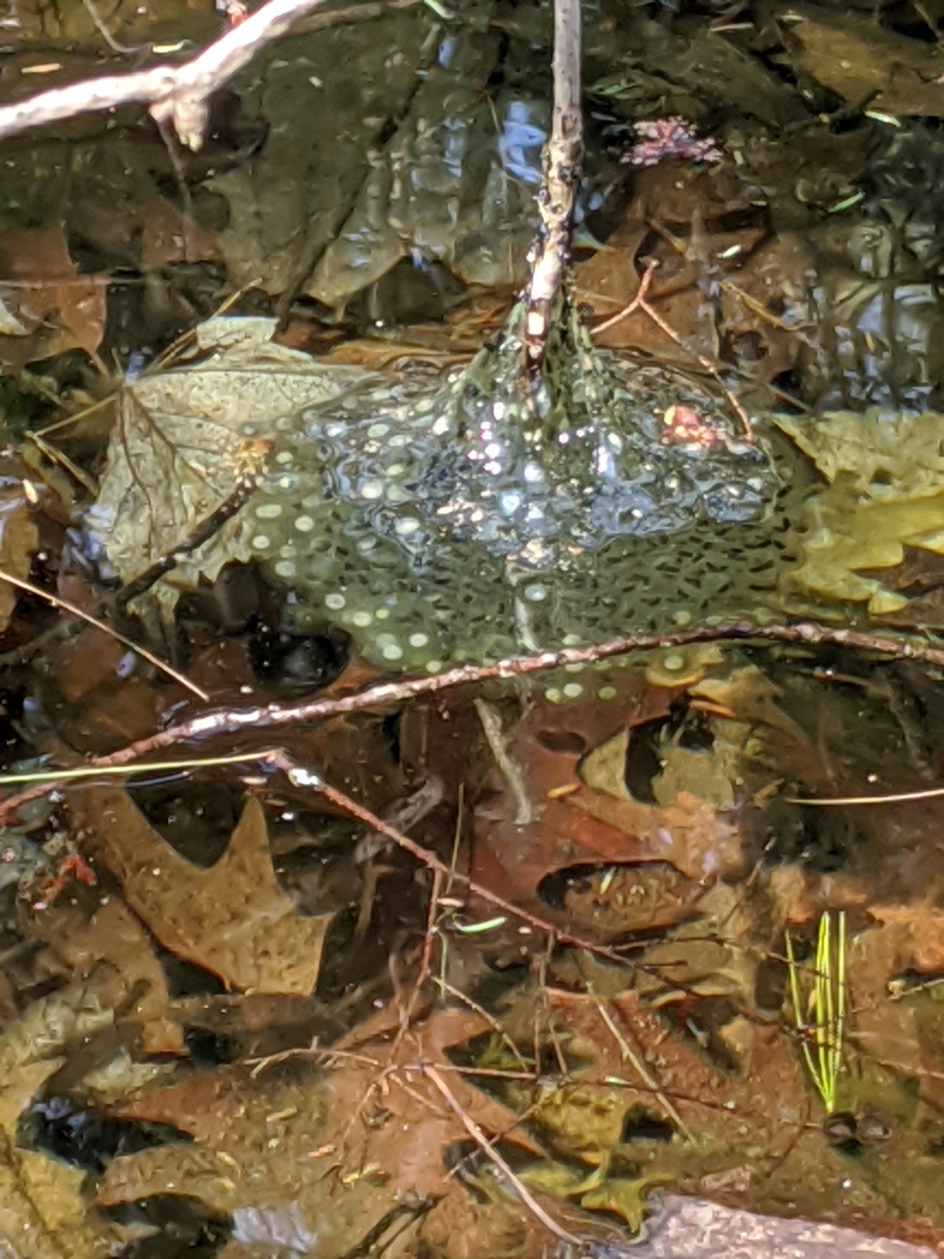 Wetland Delineation | Gilford, NH | Bryan L. Bailey Associates