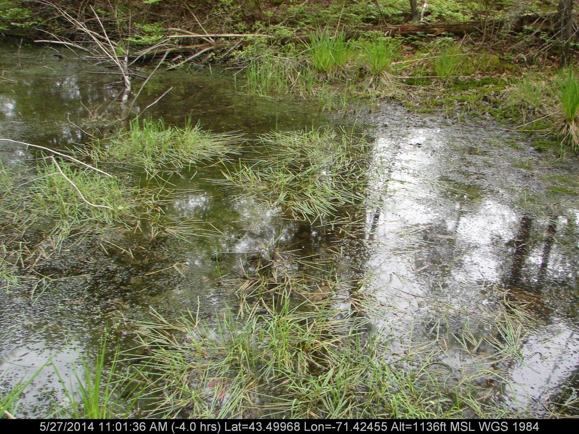 Wetland Delineation | Gilford, NH | Bryan L. Bailey Associates