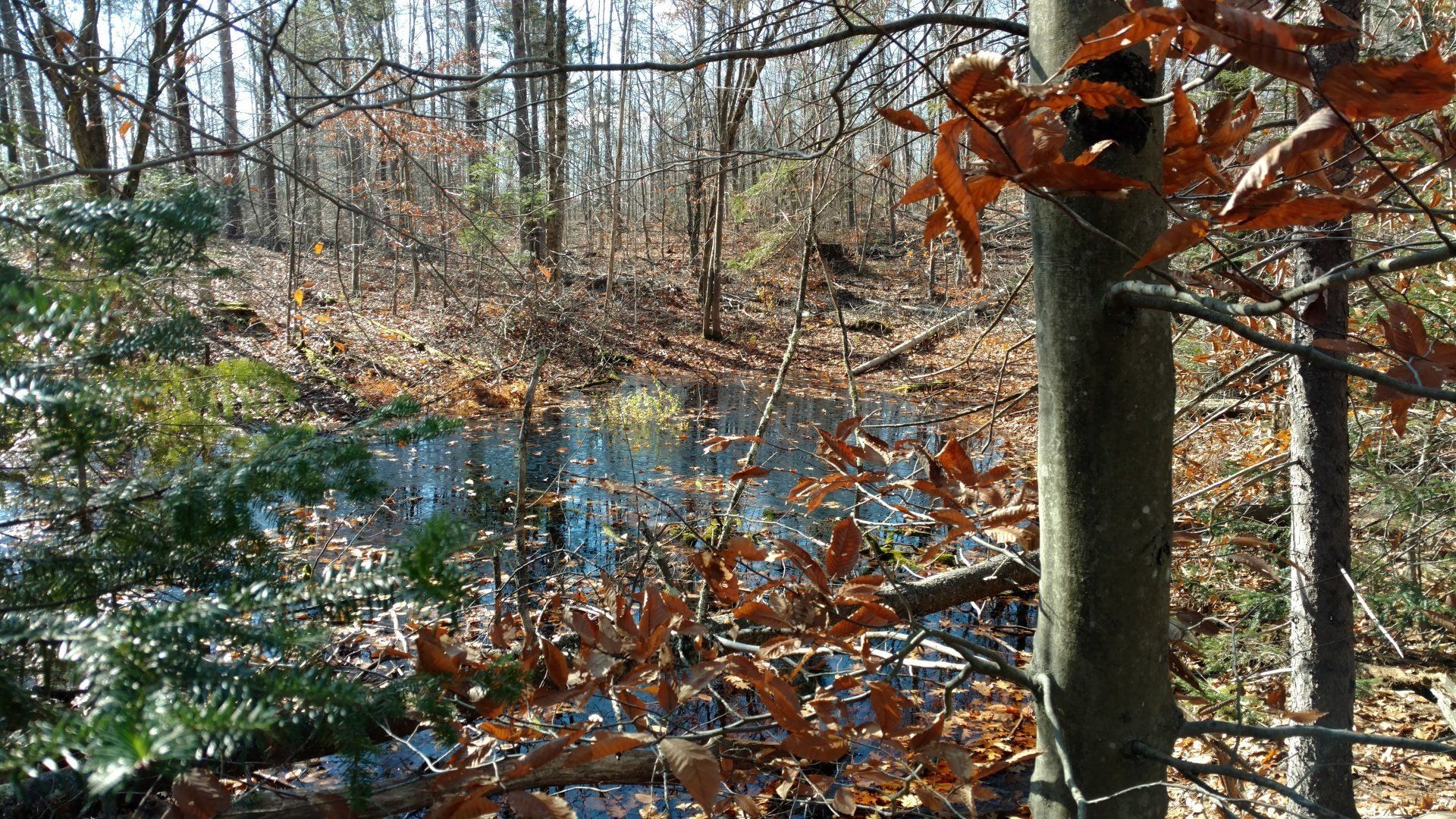 Wetland Delineation | Gilford, NH | Bryan L. Bailey Associates