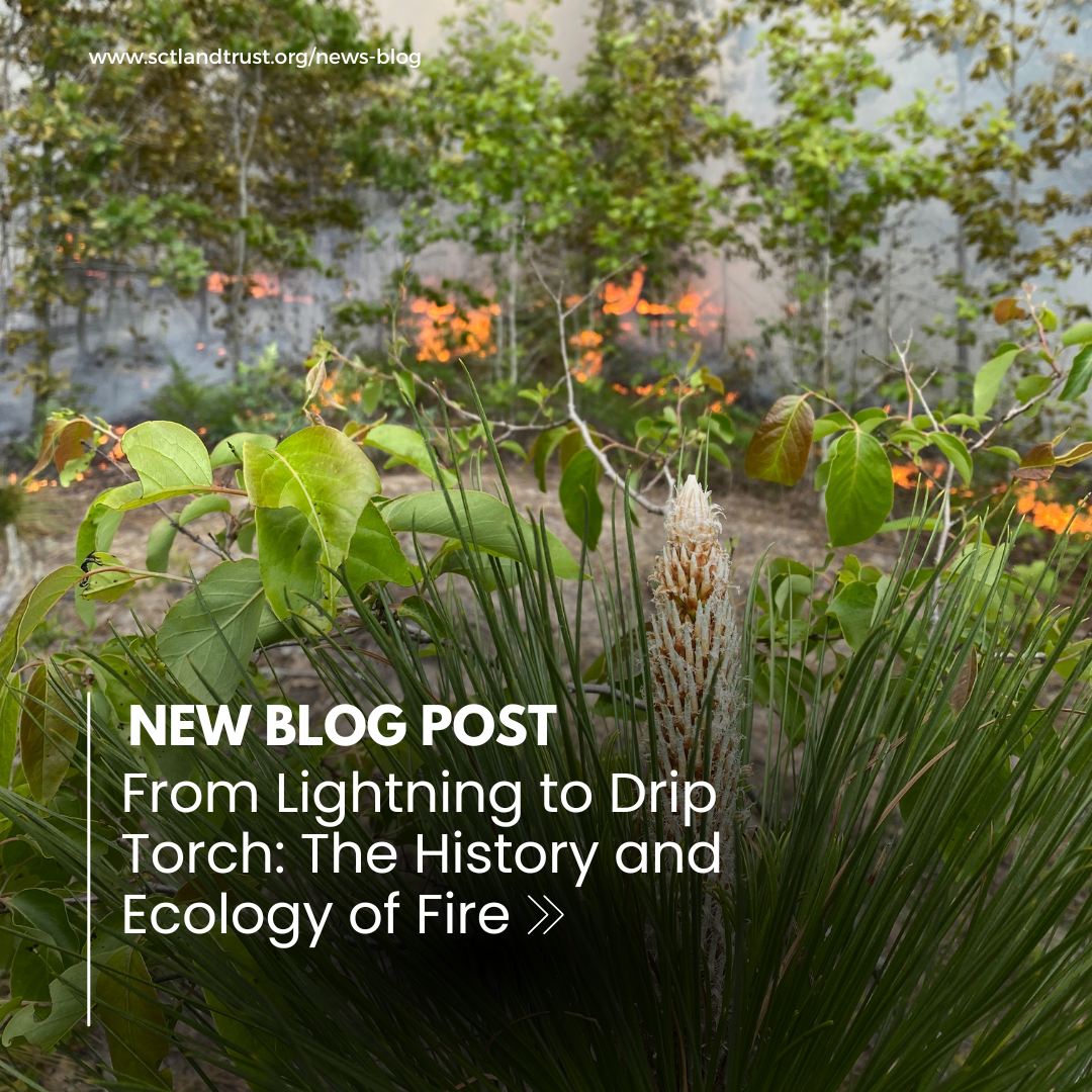 From Lightning to Drip Torch: The History and Ecology of Fire
