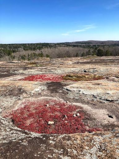 Natural Communities: What Makes A Forest A Forest?