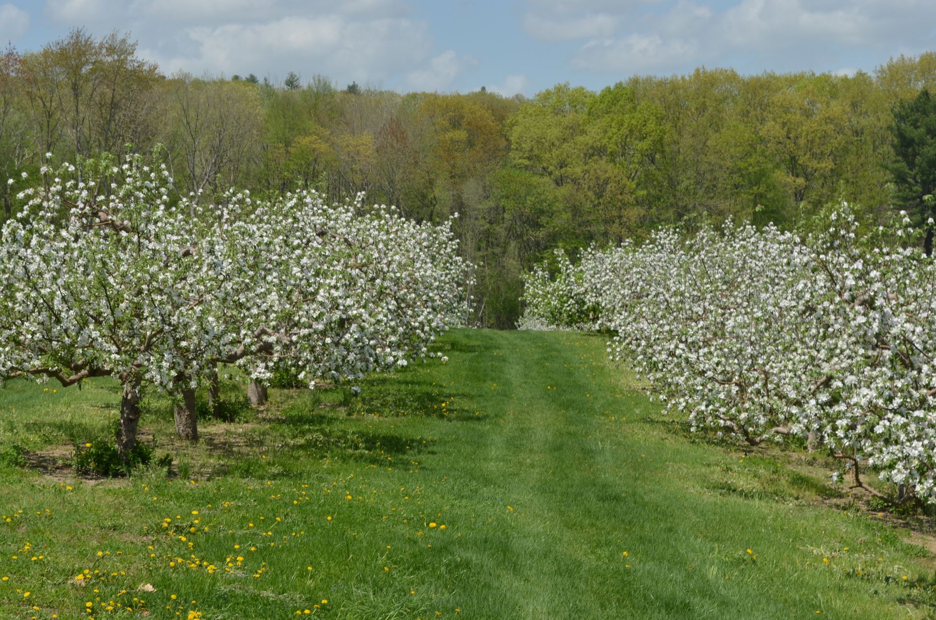 Dame Farm & Orchards Home Page