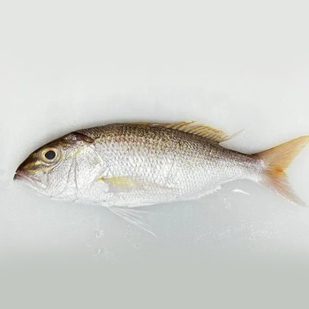 Seabream - Anggoli Whole Fish (Approx. 600g)