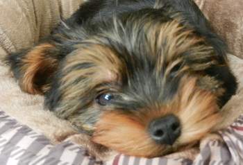 Yorkshire Terrier Information Center | Yorkie Growth Chart