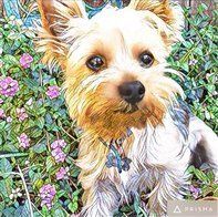 Taking a Yorkie Outside