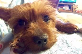 Yorkshire Terrier Information Center | Yorkie Eye Care