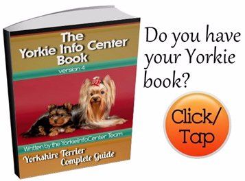 Yorkie Skin Problems | Yorkshire Terrier Information Center
