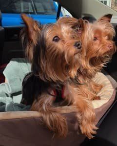 The Best Car Seats for Yorkie Puppies and Dogs