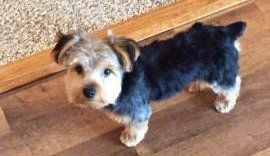 Yorkie Ears | Yorkshire Terrier Information Center