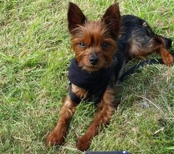 Details of Yorkie Coloring | Yorkshire Terrier Information Center