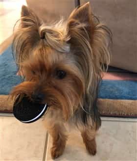 Yorkshire Terrier Hair and Coat