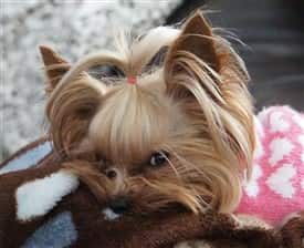 Yorkie Separation Anxiety | Conquering Abandonment Fear
