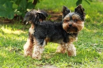 Black And Brown Yorkie Puppy