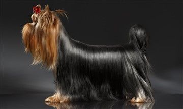 Yorkshire Terrier With Long Tail Yorkshire Terrier Dog Breed