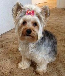 Details of Yorkie Coloring | Yorkshire Terrier Information Center