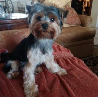 The Best Brush and Coat Tools for a Yorkshire Terrier