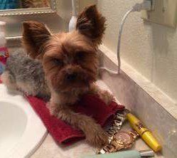Yorkie Grooming | Yorkshire Terrier Information Center